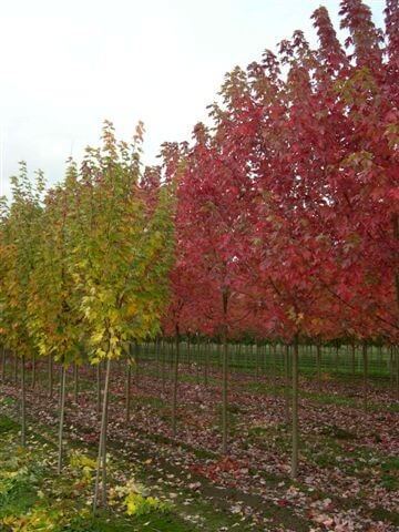 Picture of Inventory – Harnden's Tree Nursery