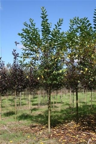 Picture of Inventory – Harnden's Tree Nursery